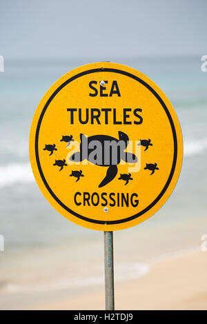 Barbados sea turtles crossing sign signage warning highway code ...