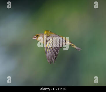 European greenfinch - flying / Carduelis chloris Stock Photo - Alamy