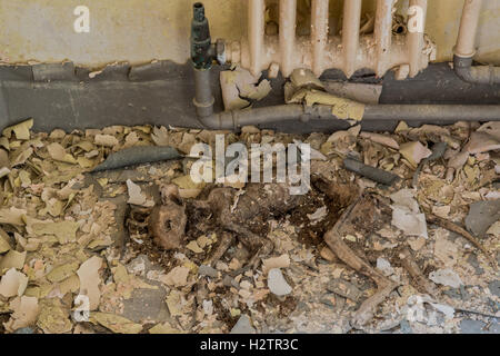 Inside the derelict Maiden Law Hospital Mortuary, Lanchester Rd ...