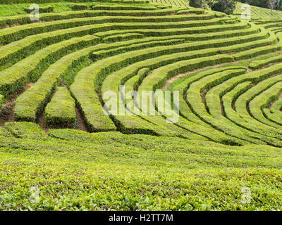 Hedges of tea plants pattern the slopes. Contour hugging tea hedges ...