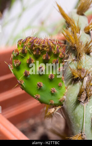 Young cactus sprout Stock Photo - Alamy