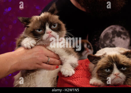 Grumpy Cat goes to Madame Tussauds to meet an animatronic double ...