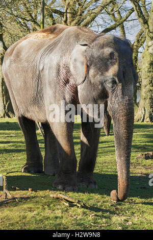 Majestic elephant animal eating green leaf food near tall tree in ...