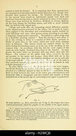 This catalogue lists the species of frogs, toads, and other amphibians ...