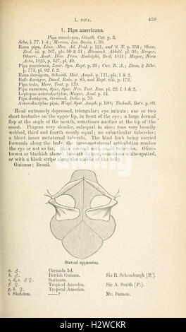 A catalogue detailing the species of Batrachia Salientia (frogs and ...