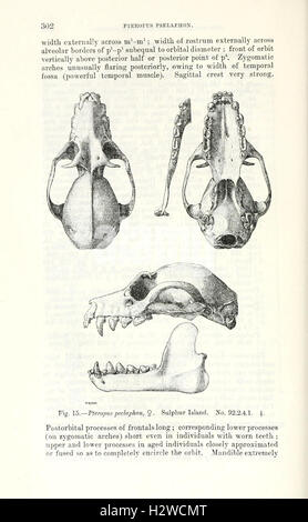 A catalog detailing the species of Chiroptera (bats) in a museum ...