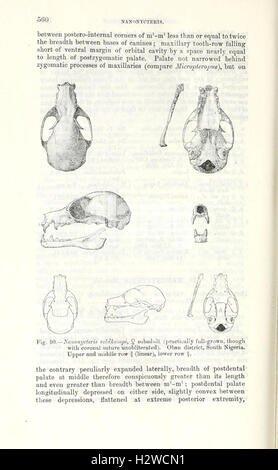 A catalog detailing the species of Chiroptera (bats) in a museum ...