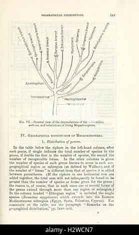 A catalog detailing the species of Chiroptera (bats) in a museum ...