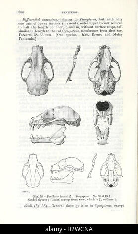 This catalog provides a detailed list of bat species (Chiroptera ...