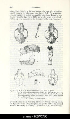 A catalog detailing the species of Chiroptera (bats) in a museum ...