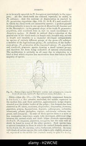 A catalog detailing the species of Chiroptera (bats) in a museum ...