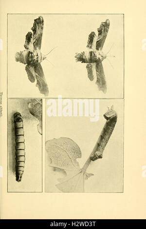 This work details the various stages of development and metamorphosis ...