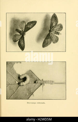 This study provides an overview of caterpillars and their ...