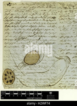 This letter correspondence between Theodore Hilgard and George ...