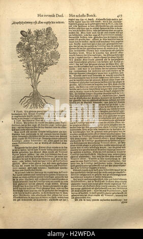 A botanical work by Rembert Dodoens, focusing on the latest updates and ...