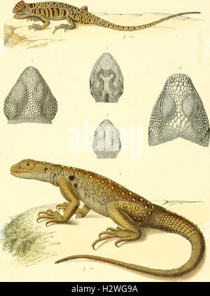 This work presents newly discovered reptiles and stegocephalians from ...