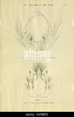 This work focuses on the Diptera (flies) of Germany, providing detailed ...