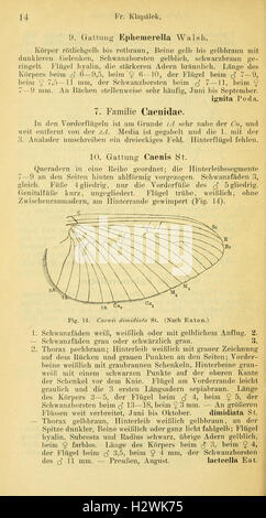 This work discusses the life cycles and habitats of sea-horses ...