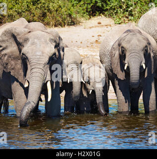 africa,botswana - elephants on the chobe river Stock Photo - Alamy