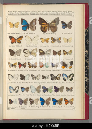 An illustrated work focused on various butterfly, sphinx, and moth ...