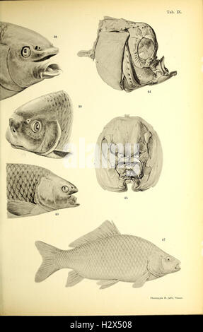 This ichthyological study provides an overview of fish species in ...