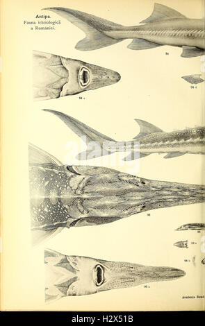 This work details the fish fauna of Romania, with a focus on the ...