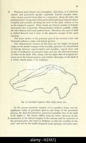 A study of fossilized cetaceans from the Caucasus region, examining the ...