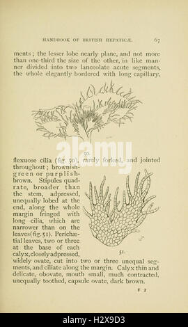 A comprehensive guide to British hepatic plants, including detailed ...