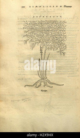 A botanical work by Otto Brunfels that provides detailed descriptions ...