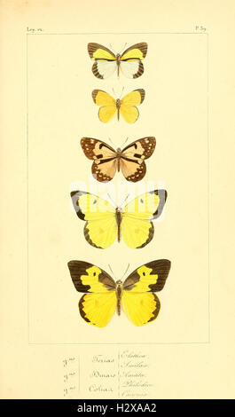 This work provides a detailed description of moth species, including ...