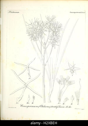 This botanical work provides detailed illustrations of plant species ...