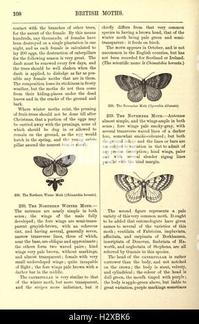 An illustrated guide to moth species, providing detailed descriptions ...