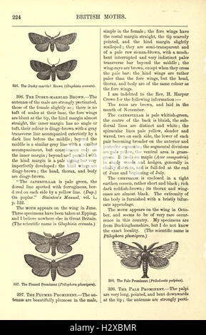 A detailed guide to butterflies and moths, focusing on various species, their characteristics ...
