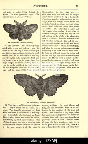 A guide to the identification and classification of British butterflies ...