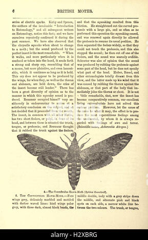 The Moth Book provides an illustrated guide to various moth species, with particular focus on ...