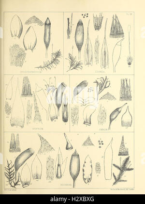This plate from 'Illustrations and Dissections of the Genera of British ...