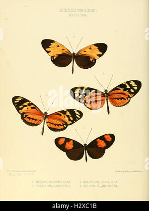 This work showcases newly discovered species of butterflies from the ...