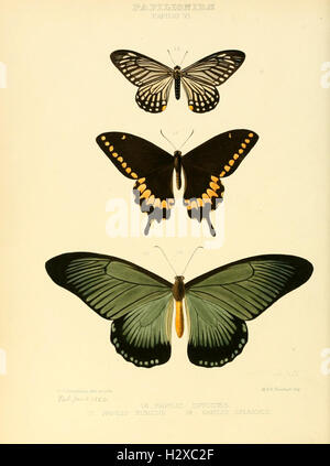 The work illustrates new species of exotic butterflies from the ...