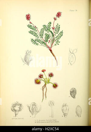 A visual guide to the flowering plants and ferns of the Falkland ...