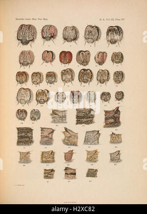 Illustrations of the North American species of the genus Catocala (N. S ...