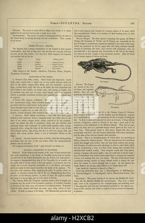 'Illustrations of Zoology' provides visual representations of animal ...
