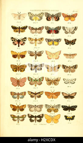 This catalog presents a comprehensive list of Lepidoptera Phalaenae ...