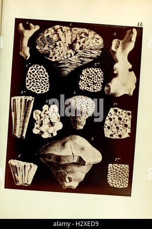 A publication of the Paris Museum of Natural History, featuring ...