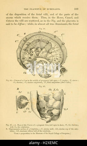 This work presents the evolutionary development of vertebrates ...
