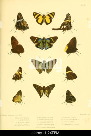Lepidoptera exotica, a collection of descriptions and illustrations of ...