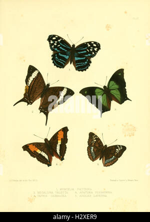Lepidoptera exotica, a collection of descriptions and illustrations of ...