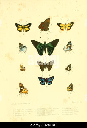 Lepidoptera exotica, a collection of descriptions and illustrations of ...