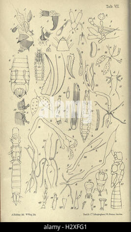 This list catalogues homopterous insects in the museum’s collection ...