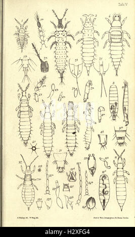 This list catalogues homopterous insects in a museum collection ...