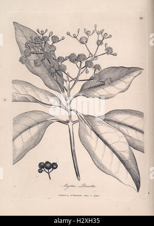 Medical botany (Plate (4)) BHL6 Stock Photo - Alamy